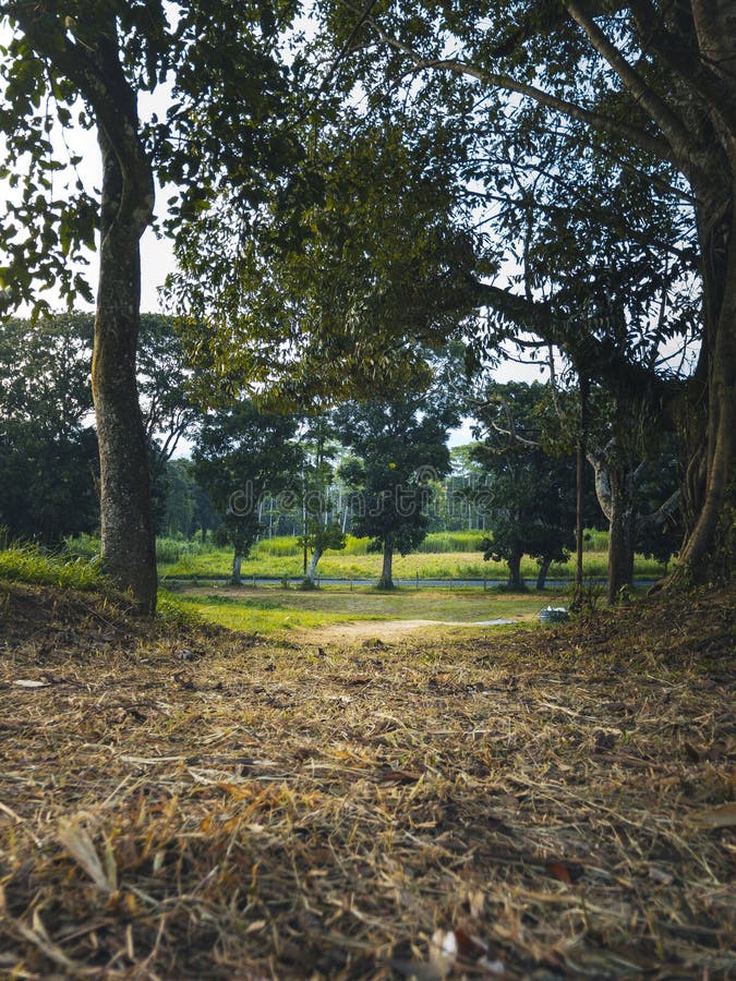 Forest Pathway To Open Field Stock Image - Image of calm, ground: 364201487
