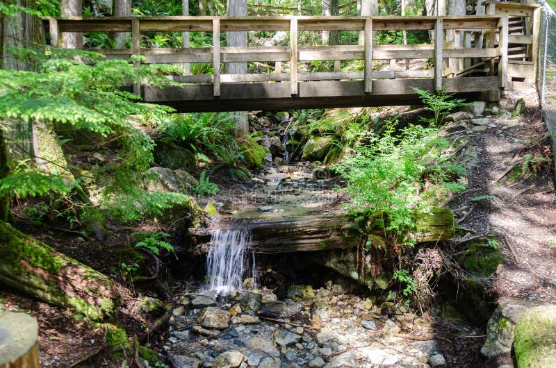 Forest Pathway with Wooden Bridge on a Small Stream Stock Image - Image ...
