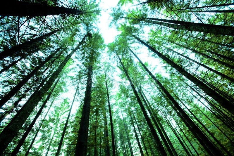 Forest pattern stock photo. Image of season, scenery - 28769750