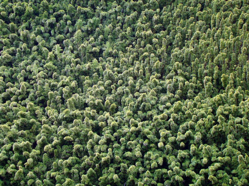 Forest Seamless Pattern - View from Above. Stock Photo - Image of ...