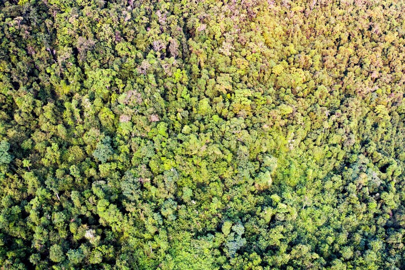 Forest Pattern View from Above. Background is Green from Jungle ...