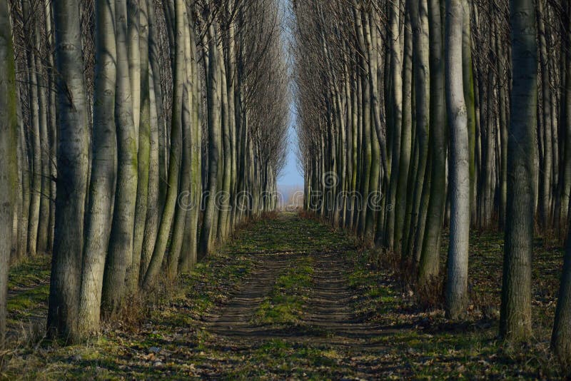 Through the forest stock photo. Image of aligned, forest - 66913748