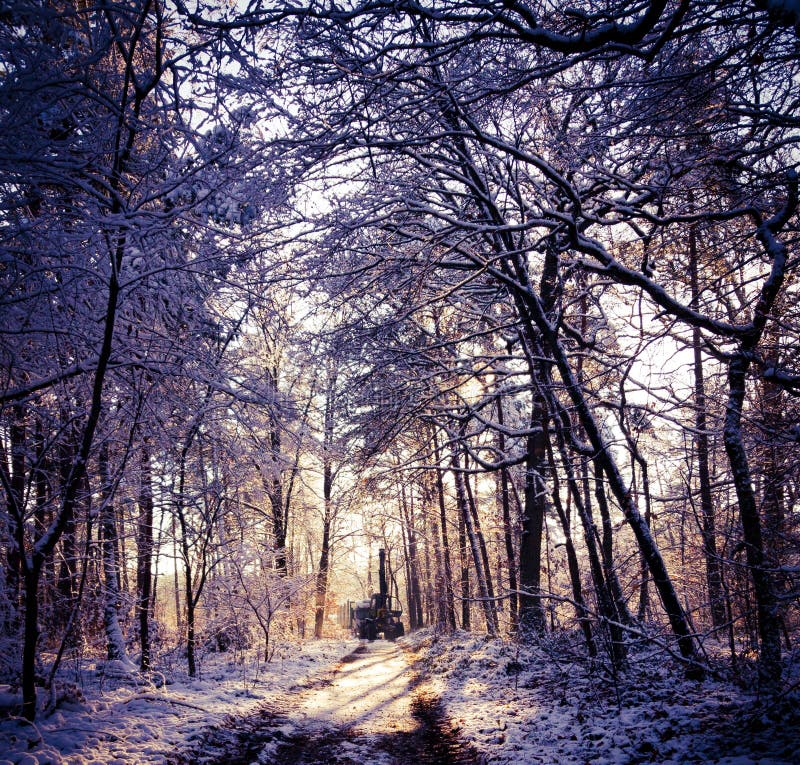 Forest Perspective imagen de archivo. Imagen de invierno - 138095333