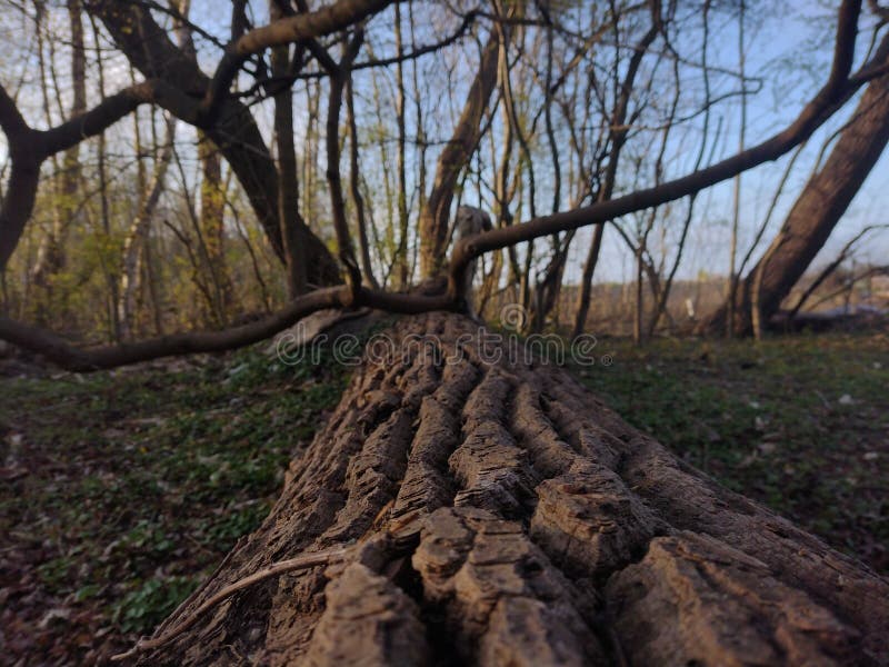 Forest from the Perspective of a Fallen Tree Stock Image - Image of ...