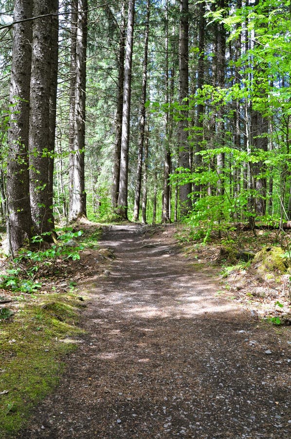 Big Trees Next To Pathway in the Forest Stock Photo - Image of summer ...