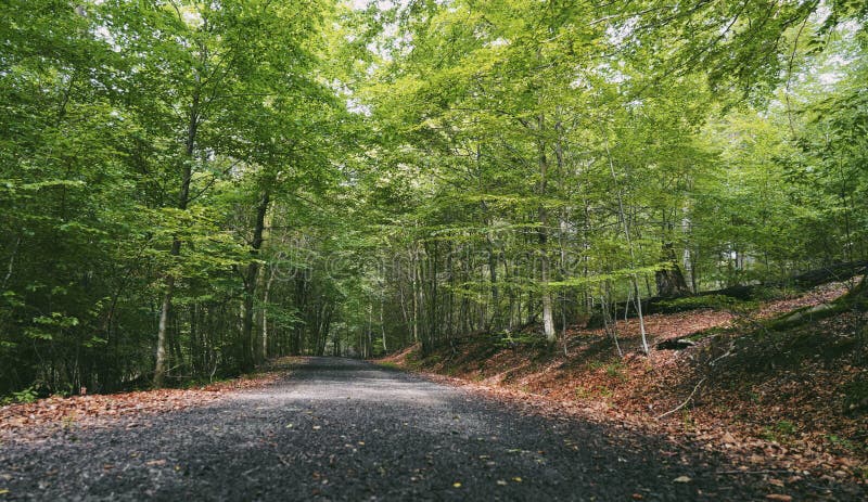 Forest Photography with Beautiful Trees and Walk Paths Stock Photo ...