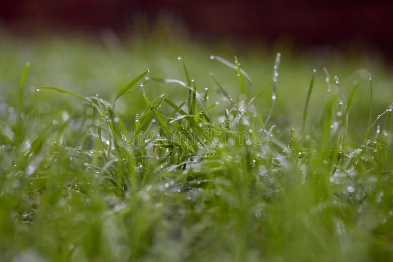 Forest photography macro stock photo. Image of country - 170715822