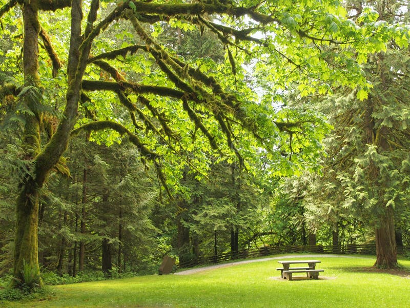 Forest picnic spot stock photo. Image of north, relaxing - 25143170