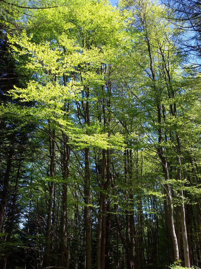 Forest stock image. Image of botany, enviroment, nature - 72310555