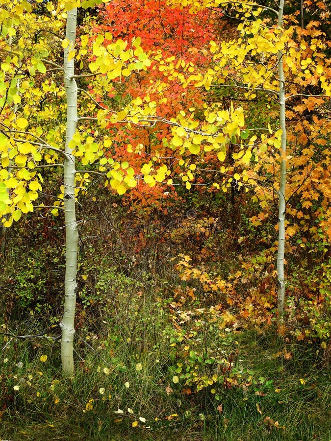 Forest of Pine, Aspen and MapleTrees in Fall Stock Photo - Image of ...