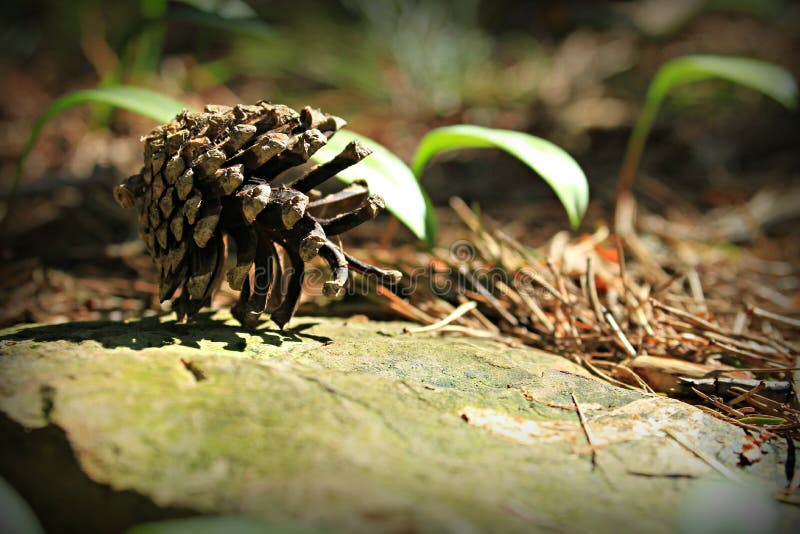Forest Pine Cone stock photo. Image of pretty, renew - 49275208