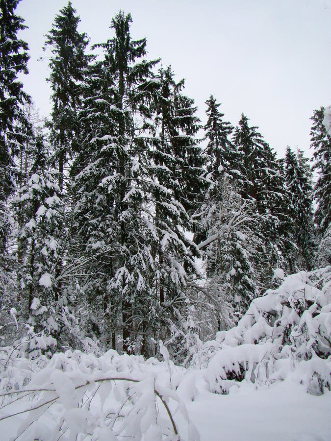 Forest Pine and Fir Trees after the Heavy Snowfall Stock Photo - Image ...