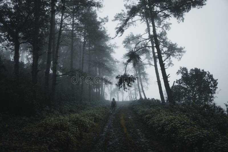 In the Forest Pine and Fog Road into the Forest Stock Photo - Image of ...