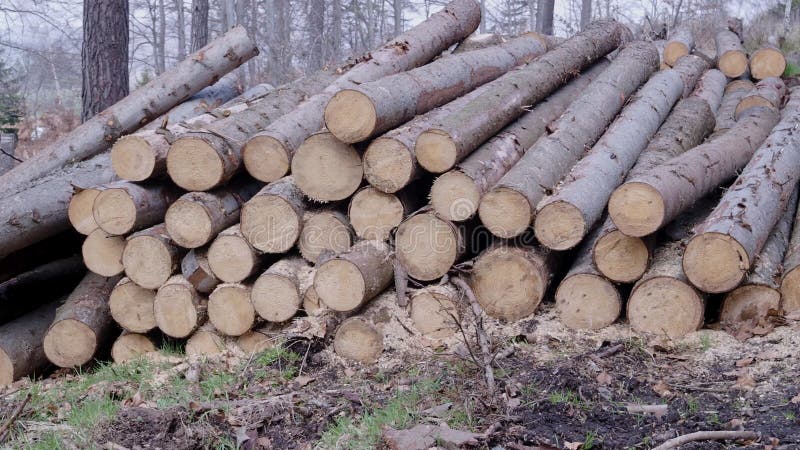 Forest Pine and Spruce Trees. Log Trunks Pile, the Logging Timber Wood ...