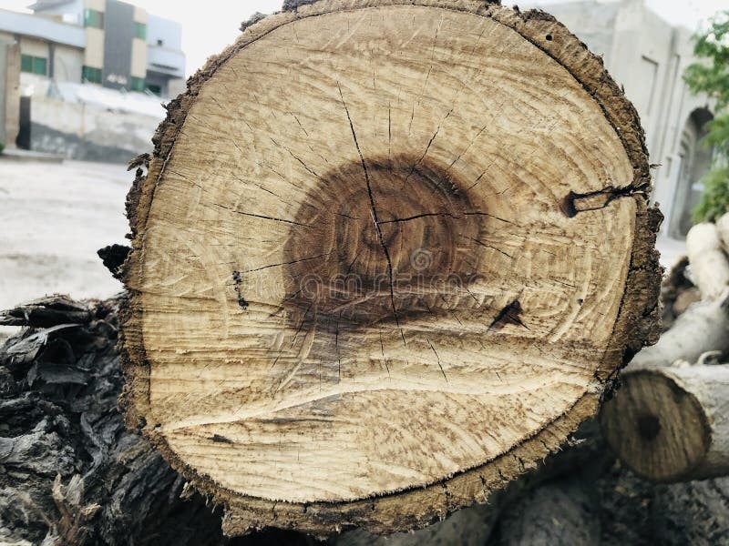 Forest Pine and Spruce Trees. Log Trunks Pile, the Logging Timber Wood ...