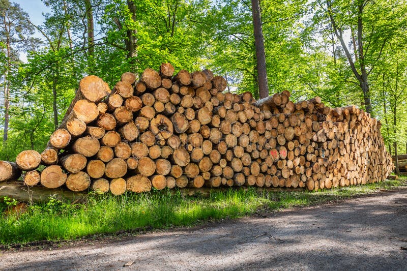 Forest Pine and Spruce Trees. Log Trunks Pile, the Logging Timber Wood ...