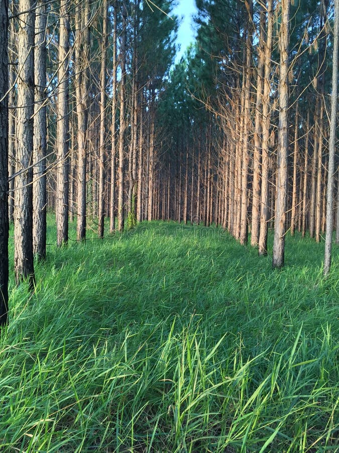 Forest pine stock image. Image of tree, green, pine, grass - 52813163
