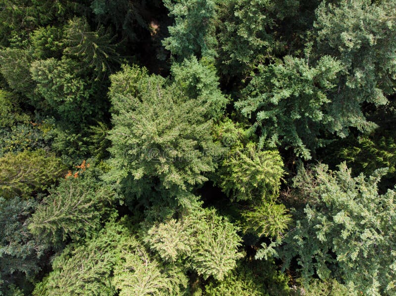 Forest, Pine-tree Trees, Filmed from a High Point, Shot from a Height ...