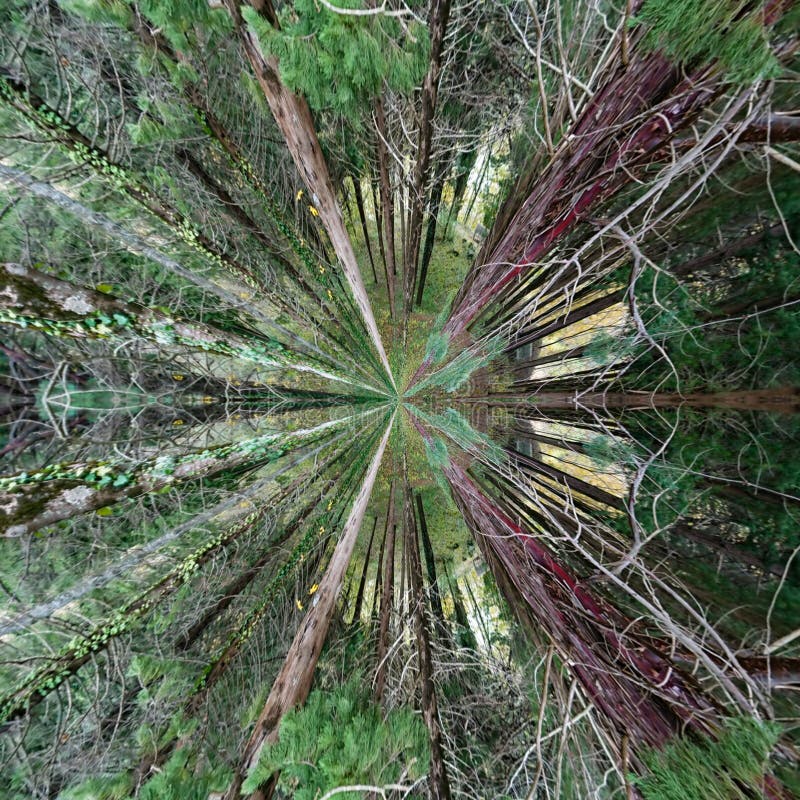 Forest Pine Trees Abstract Art Stock Photo - Image of pine, abstract ...