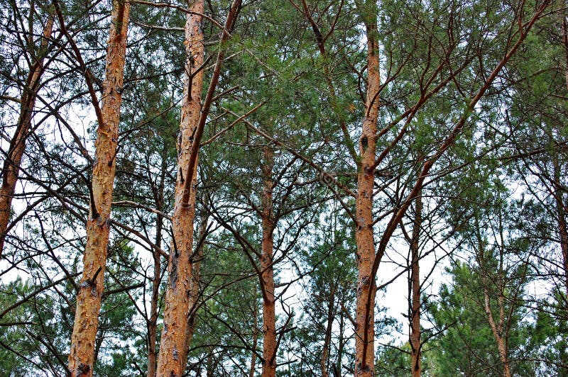 Forest Pine Trees Background View. Pine Tree Forest Stock Photo - Image ...