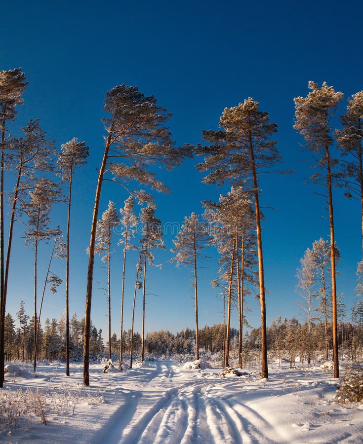 Forest with Pine Trees Covered Snow and Path. Beautiful Winter Panorama ...