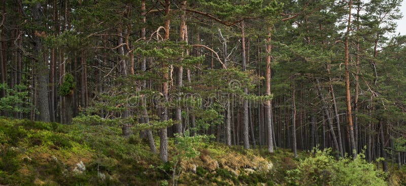 A Forest of Pine Trees on a Dune by the Baltic Sea Stock Image - Image ...