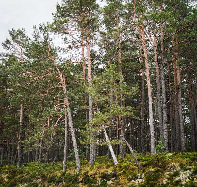 A Forest of Pine Trees on a Dune by the Baltic Sea Stock Image - Image ...