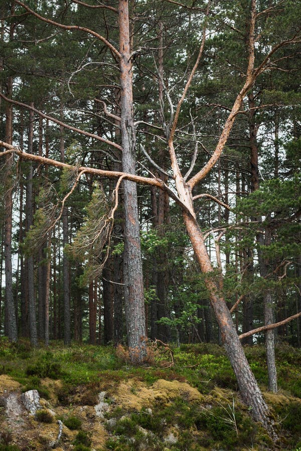 A Forest of Pine Trees on a Dune by the Baltic Sea Stock Image - Image ...