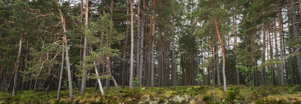 A Forest of Pine Trees on a Dune by the Baltic Sea Stock Image - Image ...