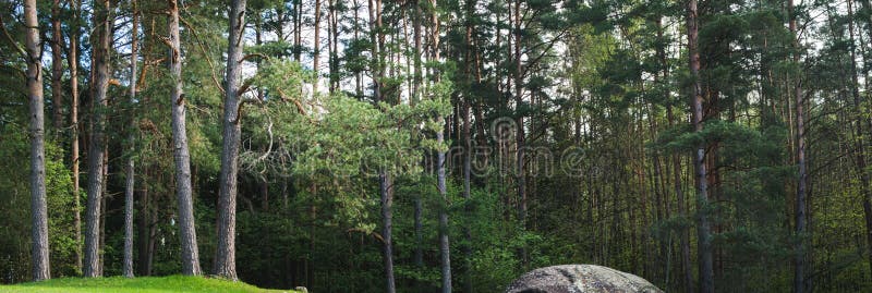 A Forest of Pine Trees on a Dune by the Baltic Sea Stock Photo - Image ...
