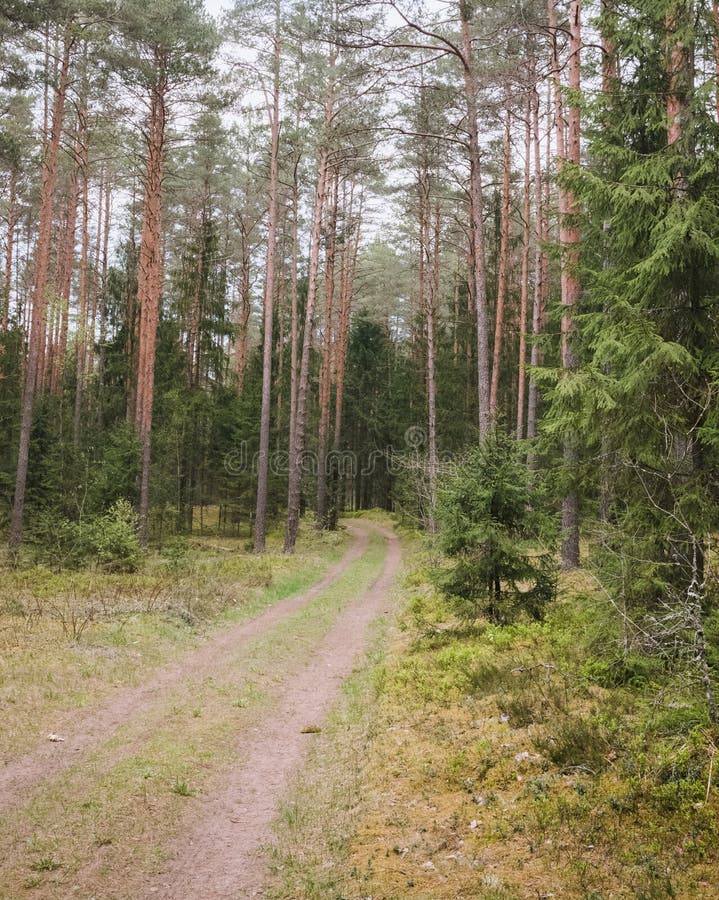 An Empty Forest Road through the Trunks of Pine Trees. Stock Image ...