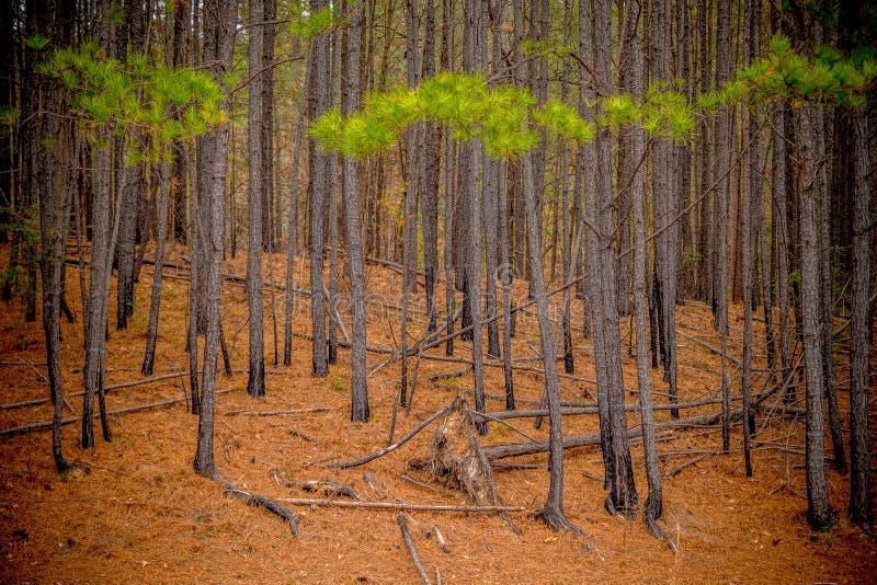 A forest of pine trees stock image. Image of forestry - 150335671