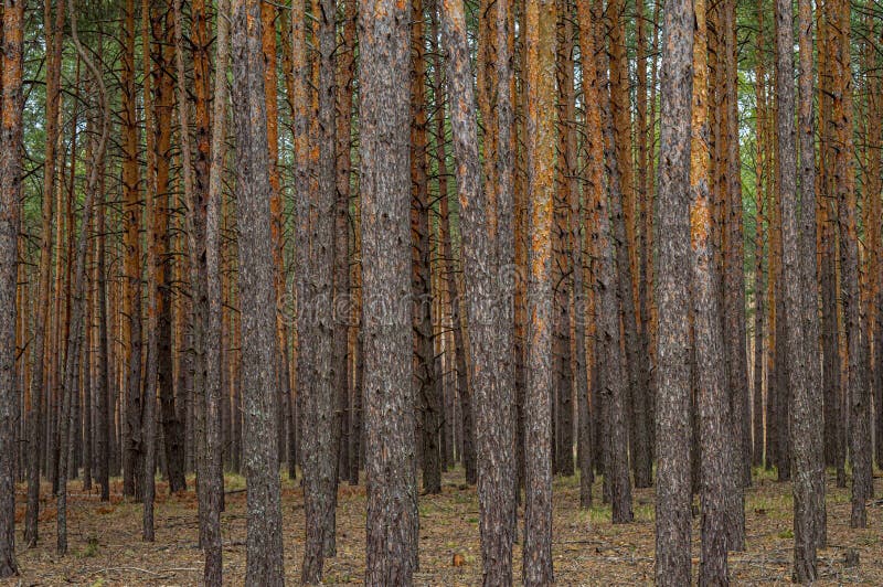 Forest of pine trees stock photo. Image of outdoor, pine - 181439164