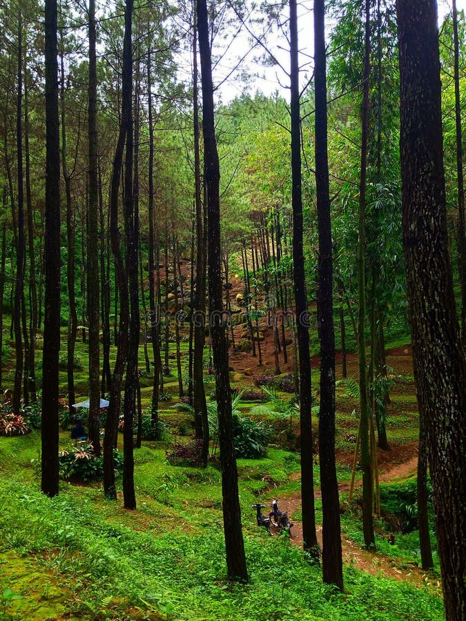 A Forest of Pine Trees Lined Up and Towering Stock Photo - Image of ...