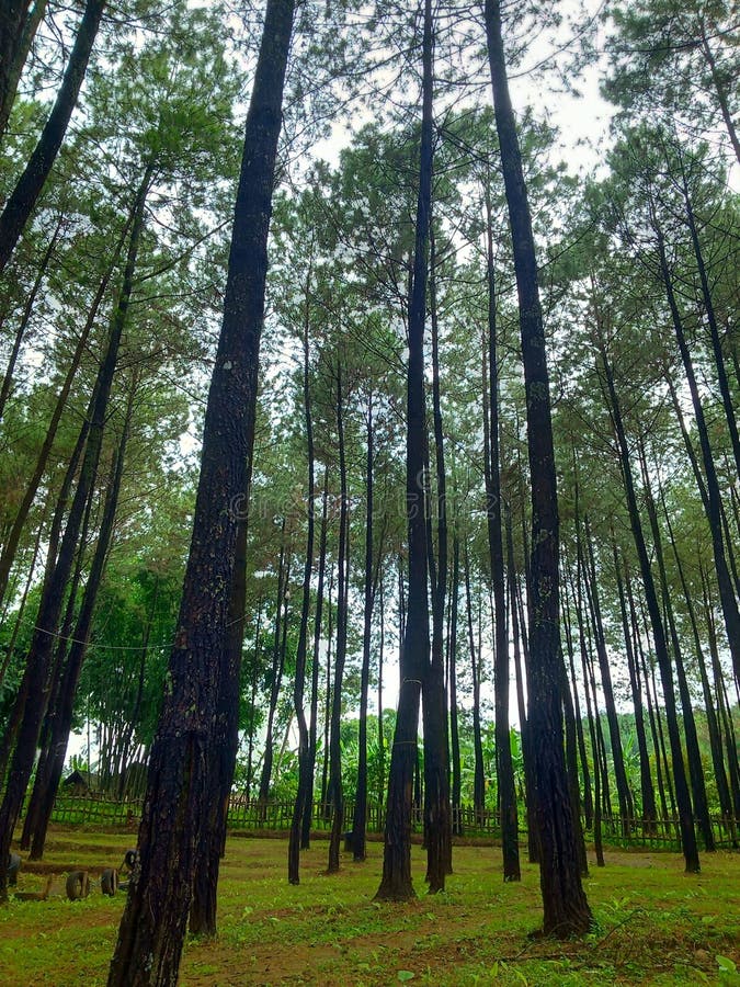 A Forest of Pine Trees Lined Up and Towering Stock Photo - Image of ...