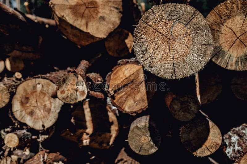 Forest Pine Trees Log Trunks Felled by the Logging Timber Industry ...