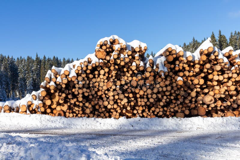 Forest Pine Trees Log Trunks in Winter Stock Image - Image of material ...