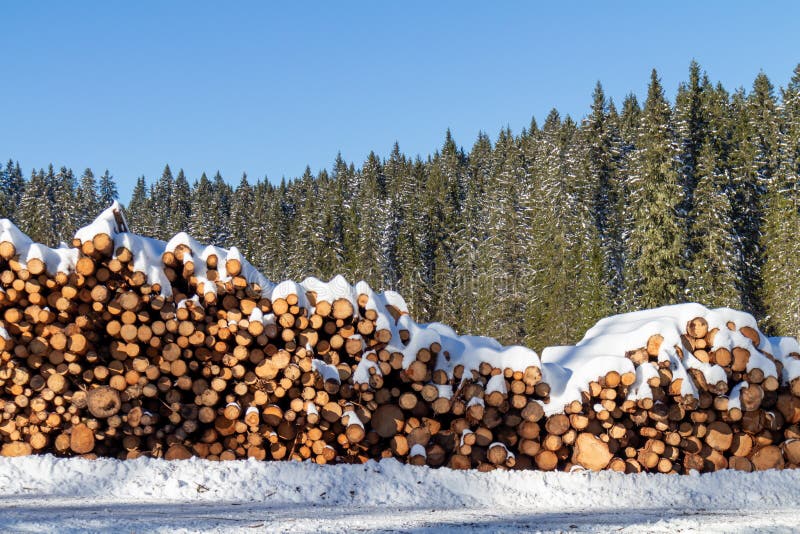 Forest Pine Trees Log Trunks in Winter Stock Image - Image of chopped ...