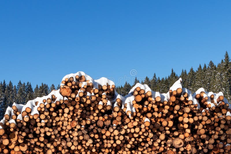 Forest Pine Trees Log Trunks in Winter Stock Image - Image of green ...
