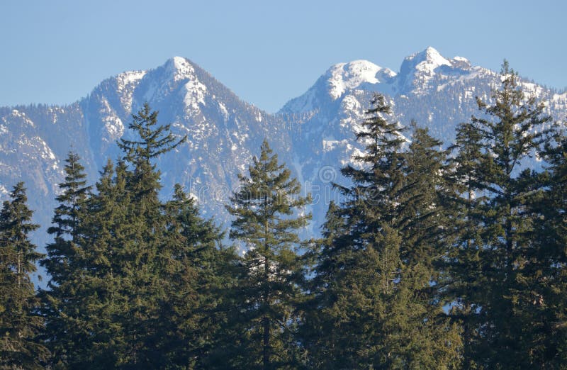 Forest Pine Trees and Mountains Stock Photo - Image of capped, forest ...