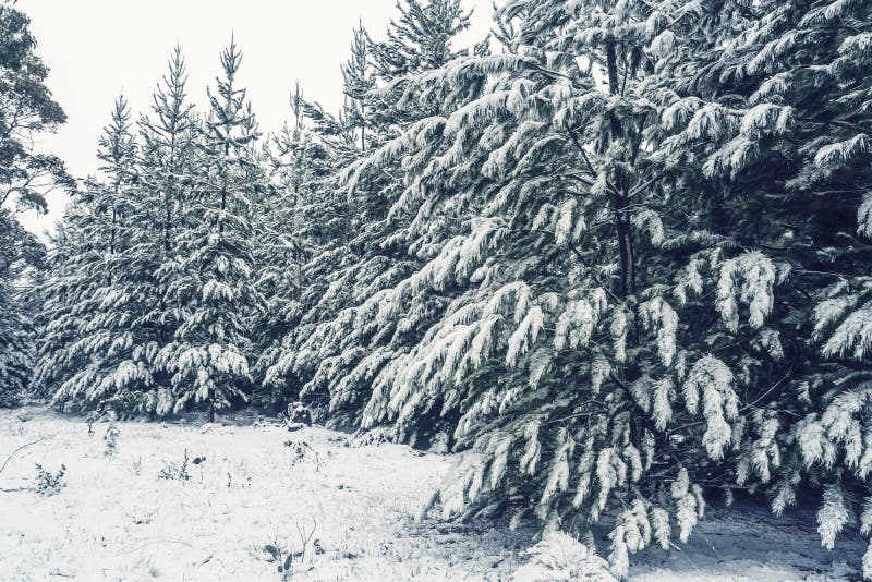Forest of Pine Trees in Snow Stock Image - Image of winter, pine: 162363569