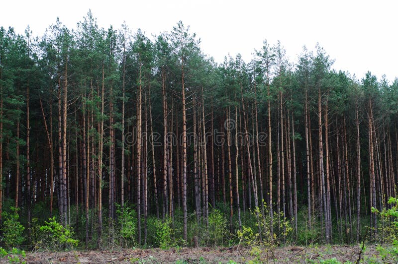 Forest Pine Trees in Spring. Pine Forest Landscape. Forest Scene Stock ...