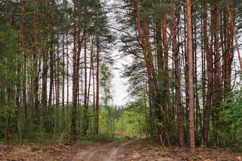 Forest Pine Trees in Spring. Pine Forest Landscape. Spring Forest Stock ...