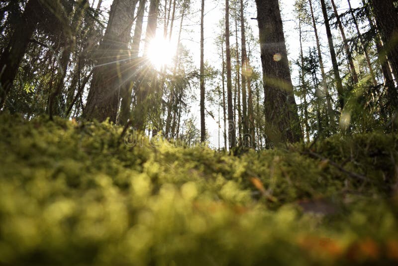 Forest Pine Trees in Spring. Pine Forest Landscape. Forest Scene Stock ...