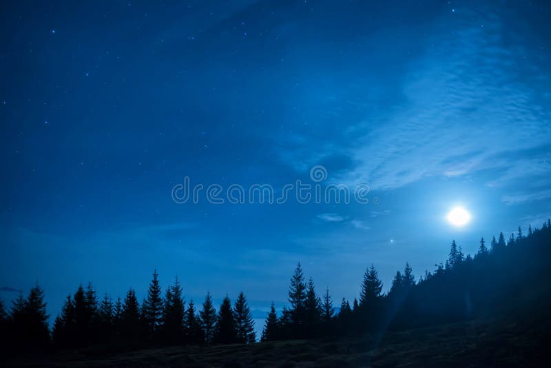 Forest of Pine Trees Under Moon and Blue Dark Night Sky Stock Photo ...