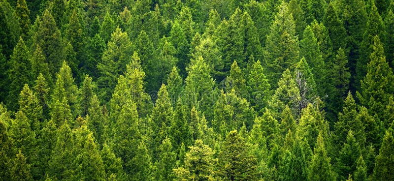 Forest of Pine Trees in Wilderness Mountains Rugged Green Growth Flush ...
