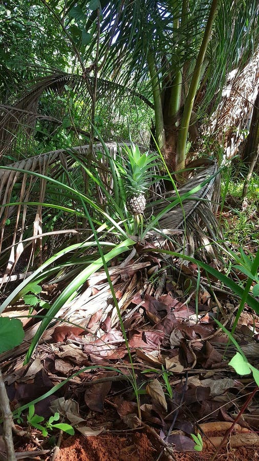 Pineapple Racing Stock Photos - Free & Royalty-Free Stock Photos from ...