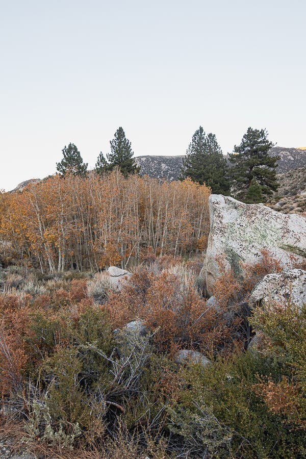 Mountain Underbrush Below Fir Trees Stock Image - Image of high ...
