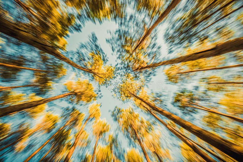 Forest zoom in stock image. Image of panorama, seasonal - 73818565