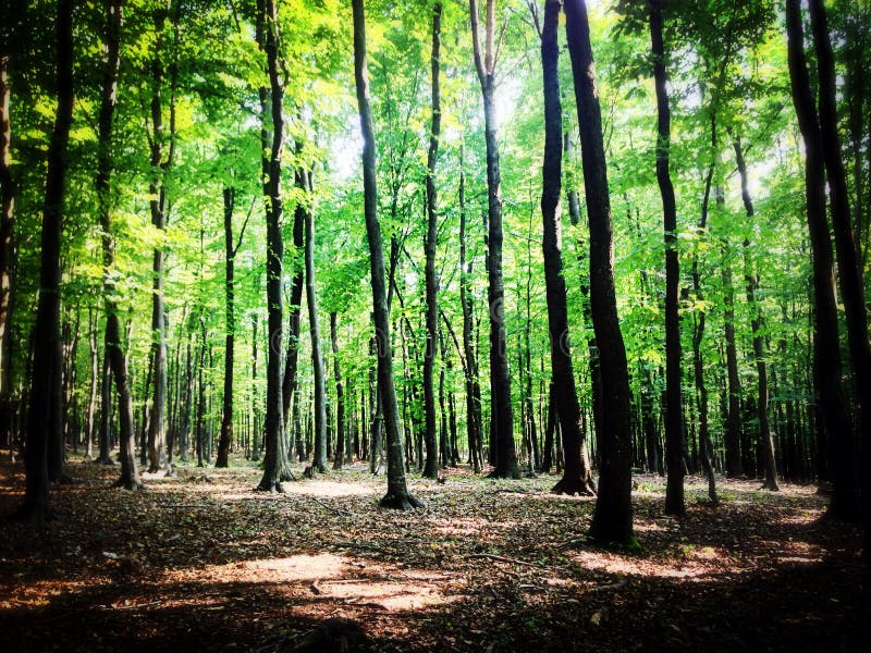 Forest Pinhole stock image. Image of pinhole, trees, deep - 60532737